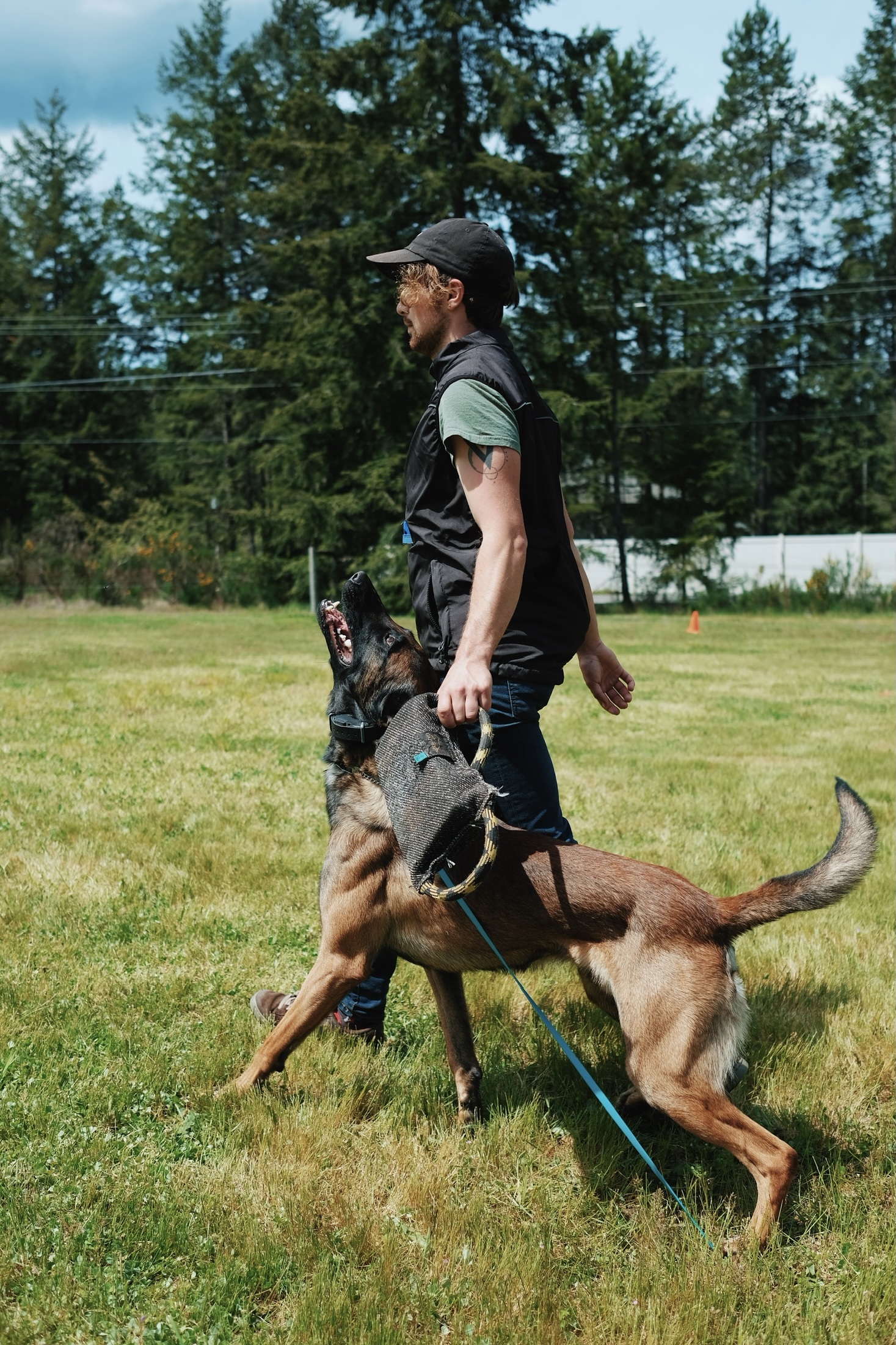 Sound Canine - soundcaninesandiego.com